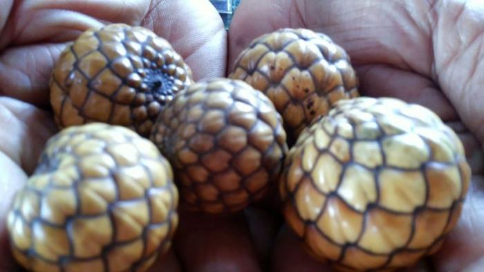 Buah Rumbia dari Loksado Kalimantan Selatan, Cuma Rp 5.000 Tapi Banyak ...