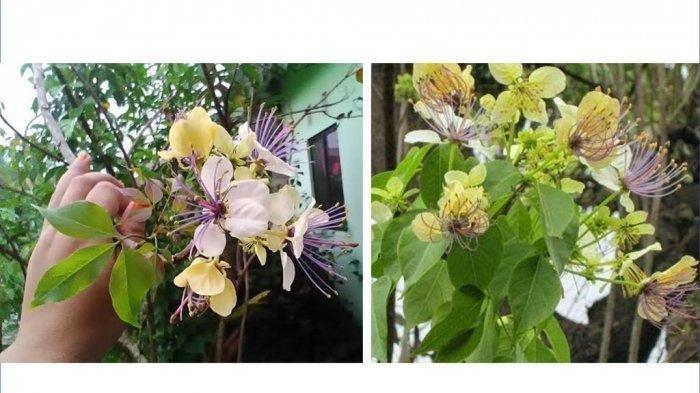 Ada Sejarah Era Mataram Kuno di Balik Nama Pohon Tigaron, di Kalsel ...