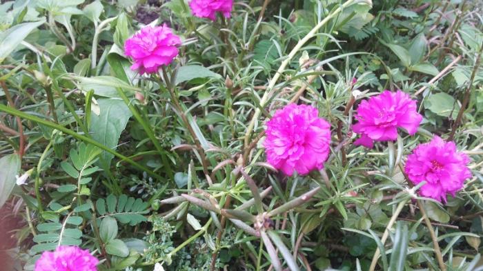 Seperti Namanya, Bunga Ini Memang Mekar Saat Jam 9 Pagi ...