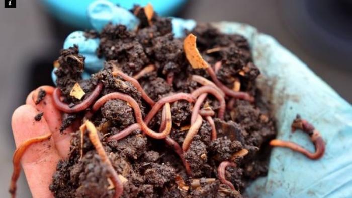 Resep Sambal Cacing Insonem Tumbuk, Kuliner Khas Pulau Ayau Papua Barat ...