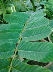 Tanaman Obat Daun Gelinggang atau Ketepeng, Antioksidan Ampun Obati ...