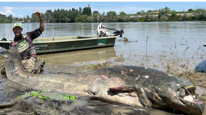 Penampakan Lele Raksasa di Sungai Po Itali yang Ditangkap Pemancing ...