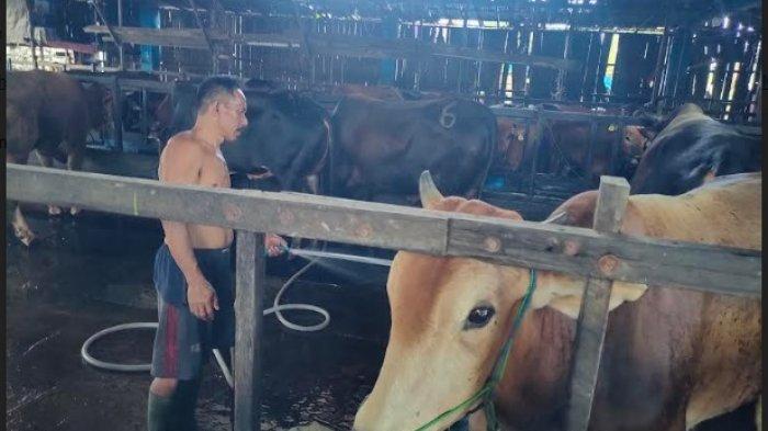 Pilih Pengiriman Sapi Lewat Kargo, Pengusaha Banjarmasin Ungkap ...