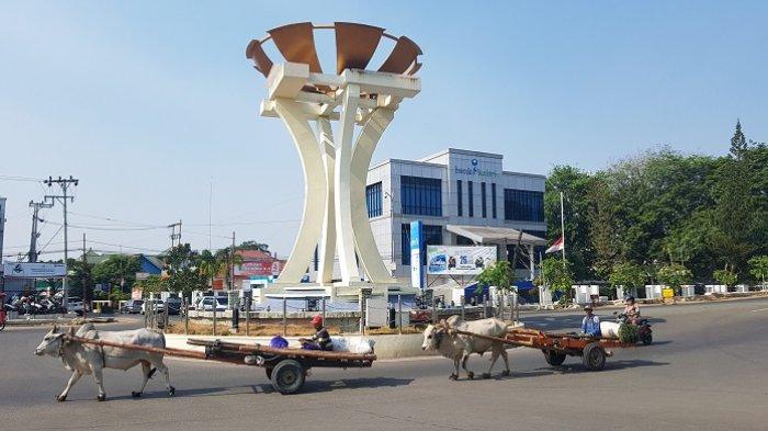 Angkutan Tradisonal Gerobak Sapi Ini Tetap Eksis di Tapin, Dimanfaatkan ...