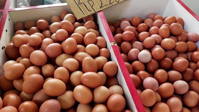 Harga Telur Ayam di 33 Wilayah di Indonesia Hari Ini, Papua Tertinggi ...