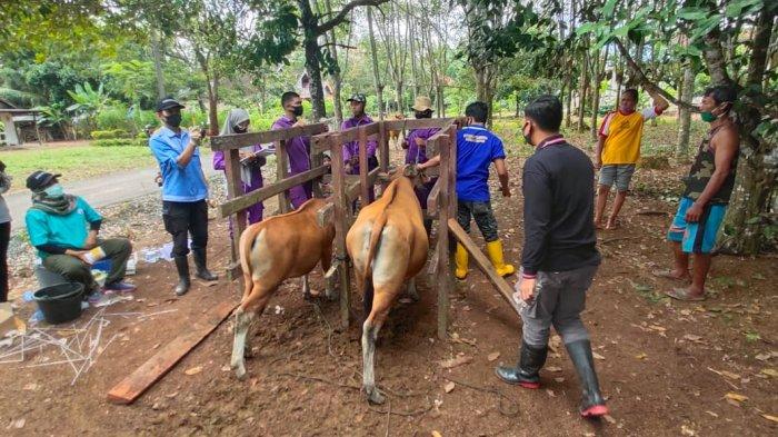 Genjot Populasi Sapi di Tala, Inseminasi Buatan Jenis ini Mulai Diaplikasikan - Banjarmasinpost ...