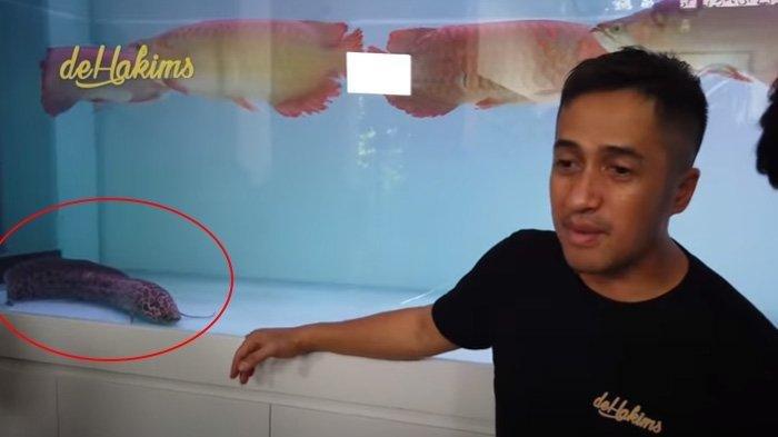 Ini Ikan Nabi Musa Corak Macan Tutul Usia Ratusan Tahun, Irfan Hakim ...
