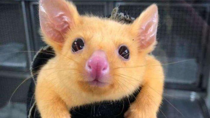 Bukan Hewan Khayalan, Pikachu Ada di Dunia Nyata dan Ditemukan di ...