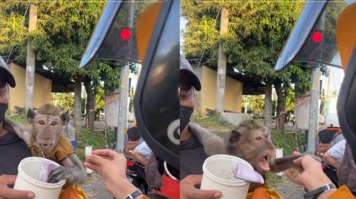 Viral Wanita di Boyolali Nyaris Diserang Monyet Lantaran Pegang Bagian ...