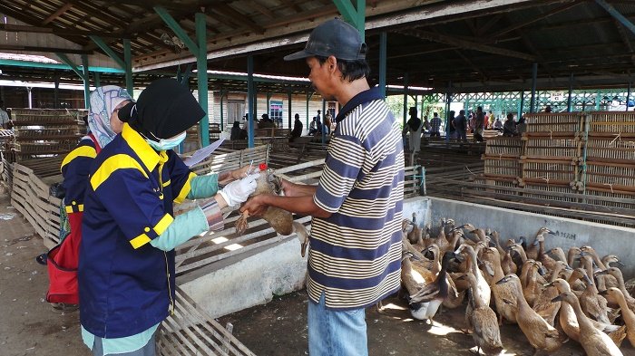 Itik Alabio Banyak Dikawin Silang dengan Itik Lain - Banjarmasinpost.co.id