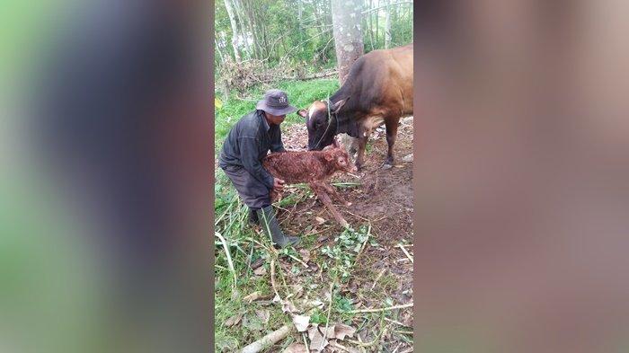 Bantu Persalinan Sesar Sapi, Inseminator swadaya Tanahlaut Ini Harus ...