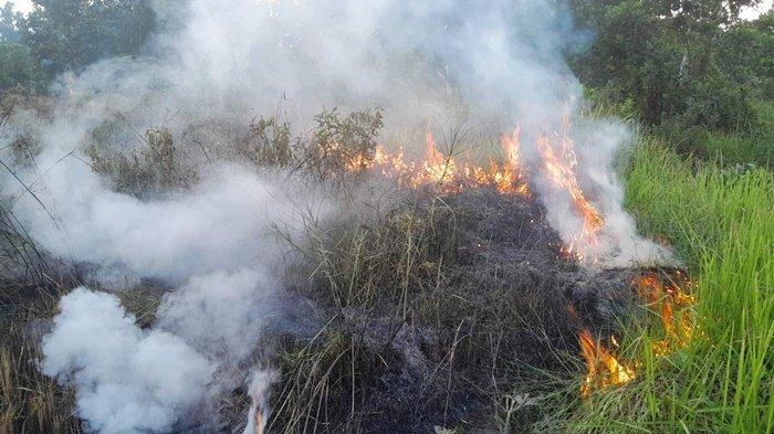 Kebakaran Hutan dan Lahan di Banjarbaru, Personel BPBD Terjun ke Lapangan - Banjarmasinpost.co.id