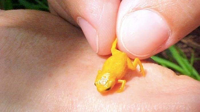 Mungil dan Lucu! Inilah Spesies Baru Katak Kecil Ditemukan Ilmuwan di ...