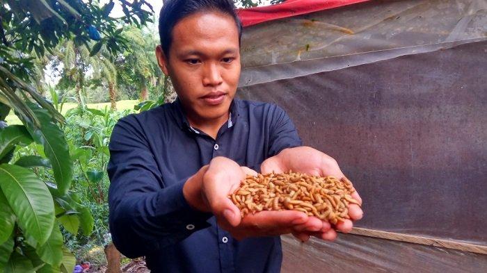 Belajar Otodidak di Internet, 4 Pemuda di Tabalong Ini Sukses Budidaya ...