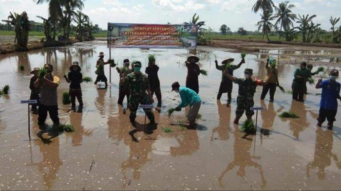 Tanam Padi di Lahan Demplot, Dandim Kualakapuas Berharap Petani Ikuti ...