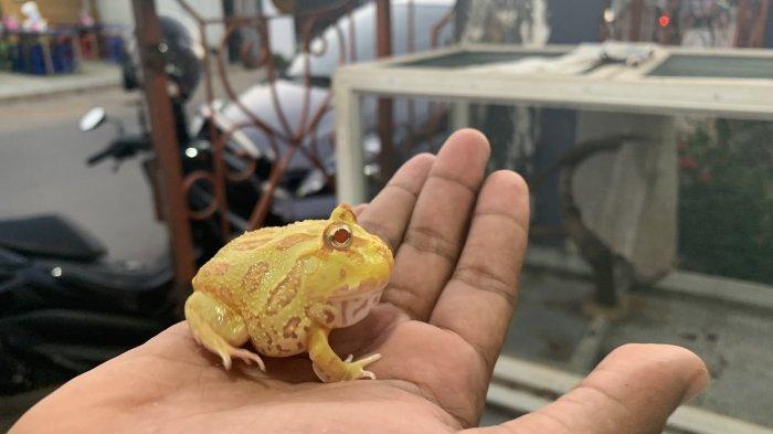 Kodok Pacman, si Peliharaan Unik dari Hutan Tropis Amerika Selatan yang ...