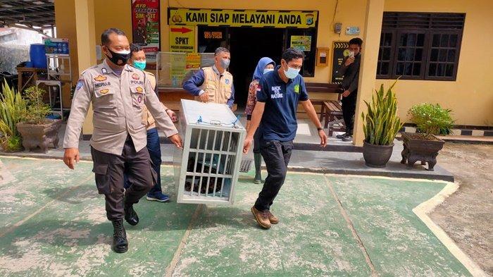 Macan Dahan dari Banyu Barau Kabupaten HSS Dirawat BKSDA Kalsel, Diduga ...