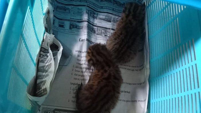 KPH Tabalong Sudah Evakuasi 11 Ekor Satwa Dilindungi, Salah Satunya ...