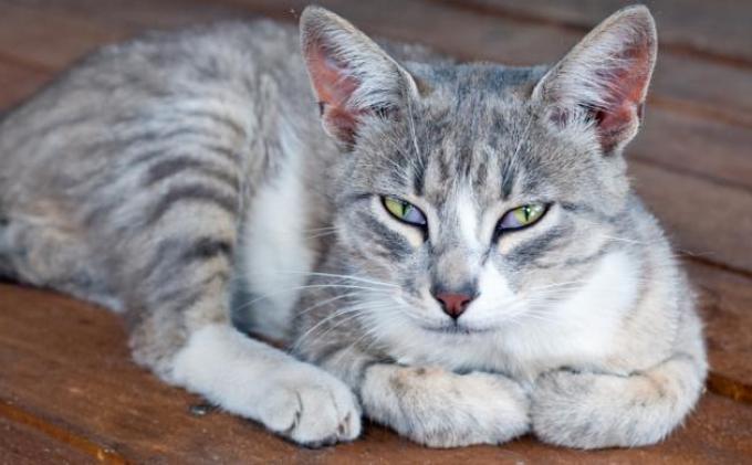 Buang Kucing ke Laut Hanya Untuk Konten, Dua Pemuda di Jepara Ini ...