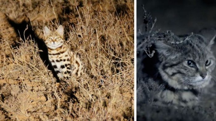 Meski Badannya Cebol, Kucing Ini Paling Mematikan di Dunia, Lihat ...