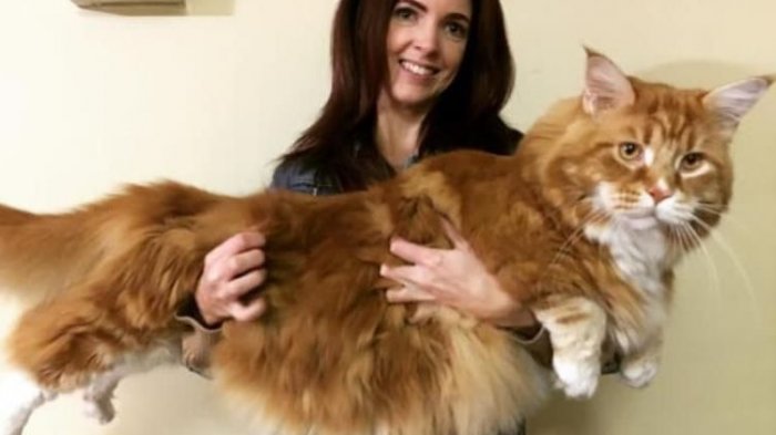 Panjang 120 cm Berbobot 14 Kilogram, Kucing Ini Memiliki Tubuh ...