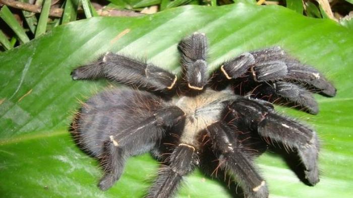 Tukang Tato Temukan Laba-laba Spesies Baru di Kalimantan, Lihat ...