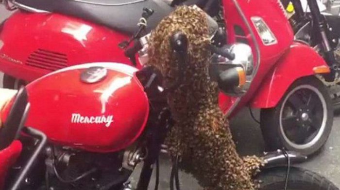 Menyeramkan! Gerombolan Lebah Serbu Sepeda Motor Lalu Bikin Sarang ...
