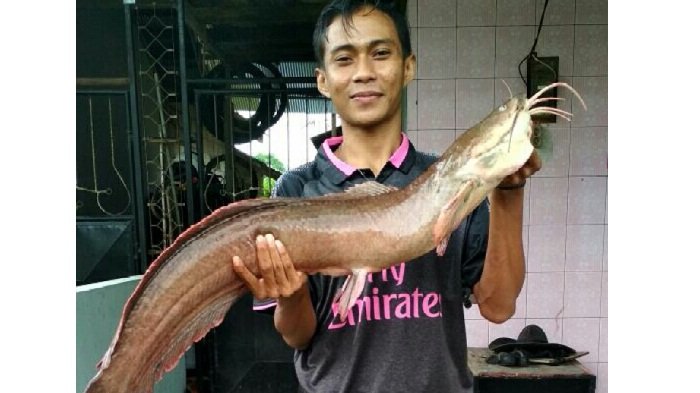 Lele Raksasa Ditangkap Warga Saat Banjir di Barabai, Begini Nasibnya ...