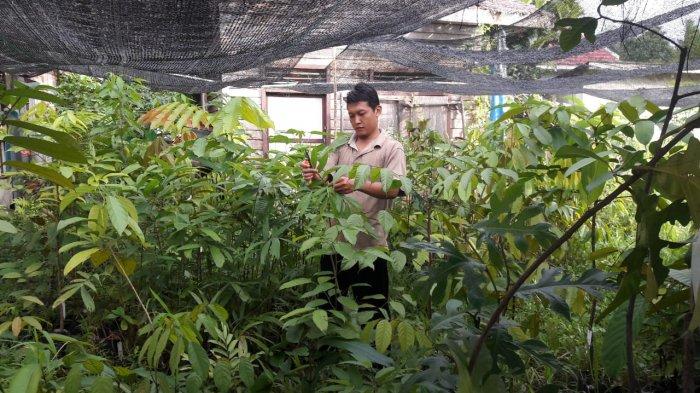 Wicaksono Kembangkan Bibit Buah Kasturi, Mangga Maskot Kalsel yang ...