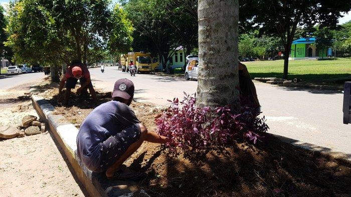 Percantik Median Jalan Datu Nuraya di Tapin, Pohon Palm Ditebangi ...