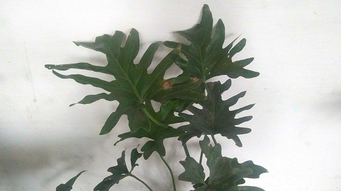 Monstera Tersebar Lebih 50 Spesies di Seluruh Dunia, Jenis-jenis Ini ...