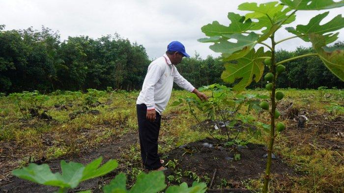 Mulai Berbuah, Begini Penampakan Kebun Tin Nurmanto di Batola ...
