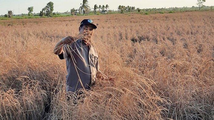 Balada Petani - Banjarmasinpost.co.id
