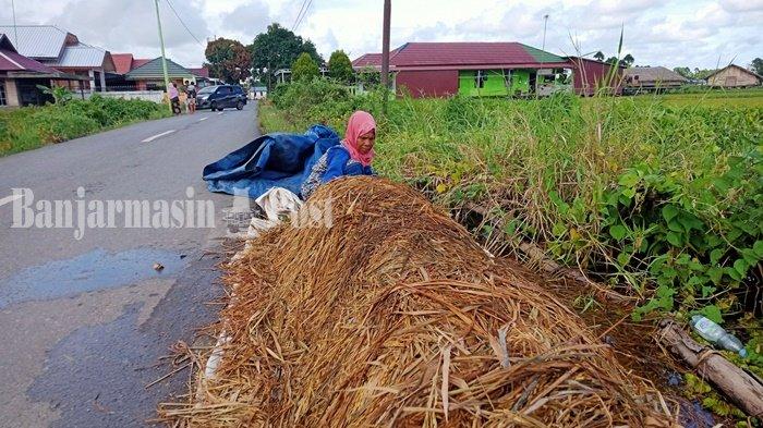 Sawah Terendam, Kualitas Padi Petani Melayu Ilir Kabupaten Banjar Jadi ...