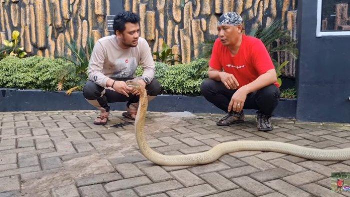 Ular Betina Heru Gundul Diwariskan ke Panji Petualang, Perkawinan King ...