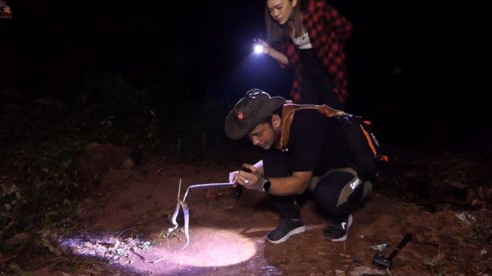 Panji Petualang Kulik Ular Gibuk, Ada di Kalimantan ini Ukurannya ...