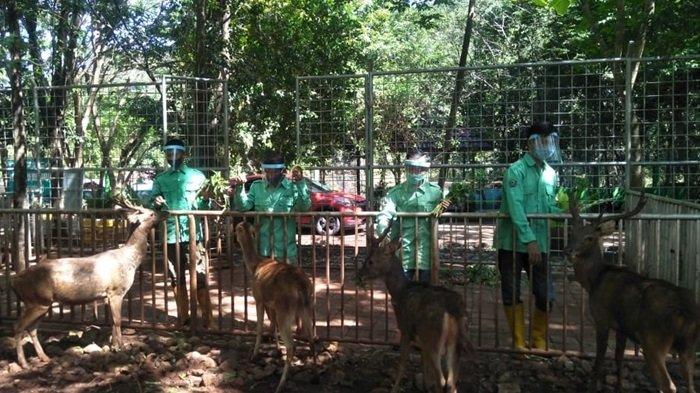 KalselPedia - Mengenal Tempat Penangkaran Rusa di Tahura Sultan Adam ...