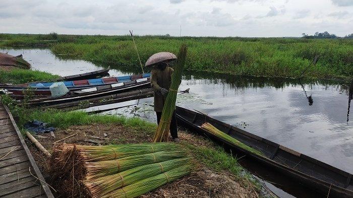 Hidup dari Tanaman Purun, Perajin HSU Ini Seharian Mengayuh Dayung ...