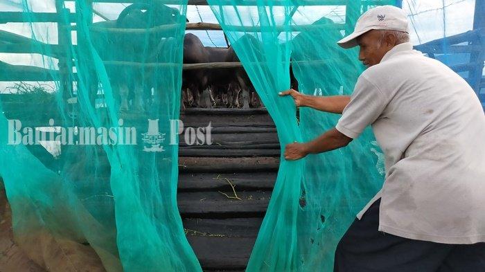 Aksi Penggembala di Wisata Kalang Hadangan Kabupaten HSS ...