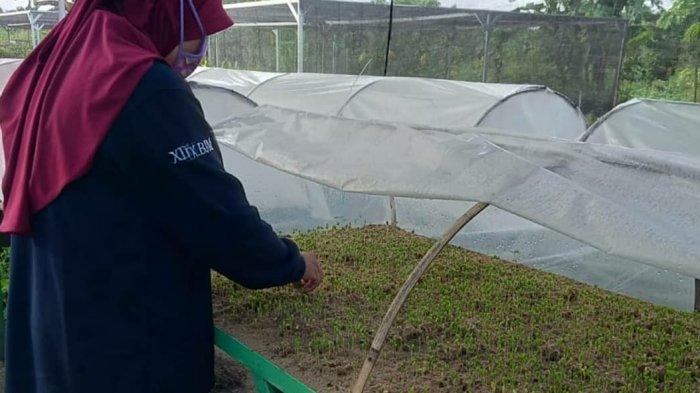 Persemaian Permanen BPTH Lakukan Penyapihan Sengon - Banjarmasinpost.co.id