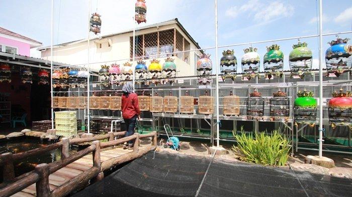 WEEKLY ANIMAL-Burung Perkutut Tiga Ratus Juta, Ternak Perkutut Ala Sumo ...