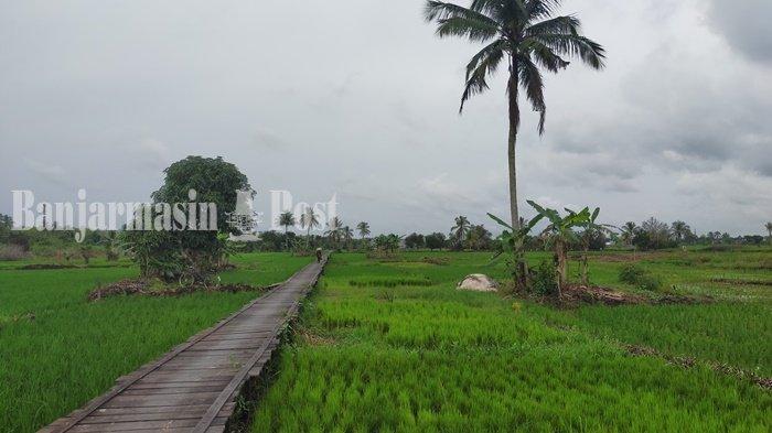 Petani di Lahan Rawa Pulantani Kabupaten HSU Berharap Kemarau Lebih ...