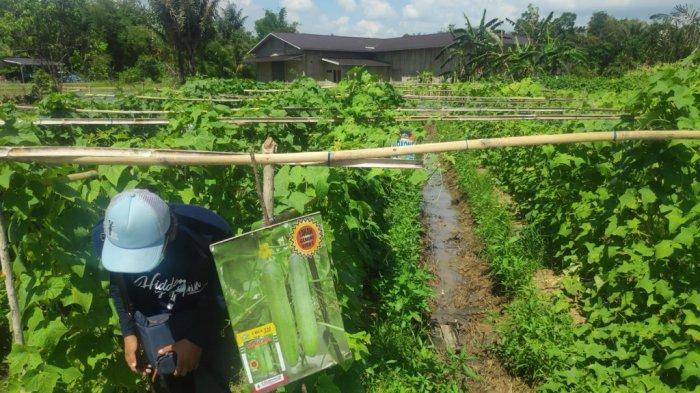 Dukungan Bank Kalsel Rantau, Petani Jingah Babaris Berhasil Budi Daya ...