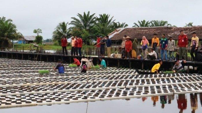 Perdana di HST, 10.500 Pot Padi Apung Diujicoba Kelompok Tani di Desa ...