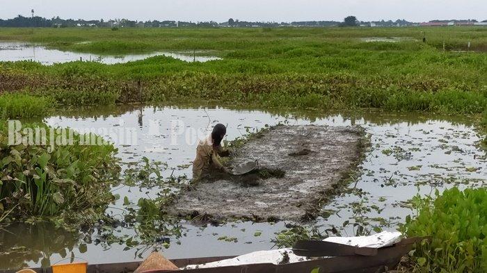 Begini Cara Semai Padi di Lahan Rawa Desa Harusan Telaga Kabupaten HSU ...