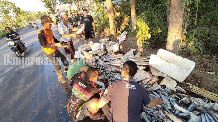 Pikap Tabrak Pohon, Warga dan Relawan Kumpulkan Ikan Berhamburan di ...