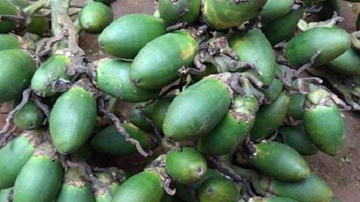 Jamu Pinang Muda Berkhasiat Bangkitkan Gairah Rumah Tangga, Dipercaya ...