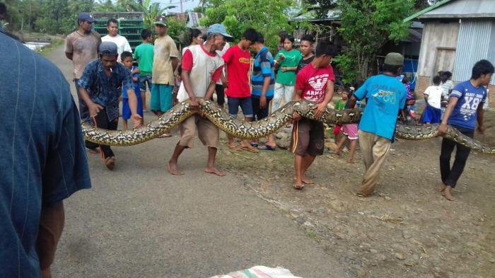 Ular Piton Makin Ganas! Ini 13 Jenis di Indonesia yang Harus Anda ...