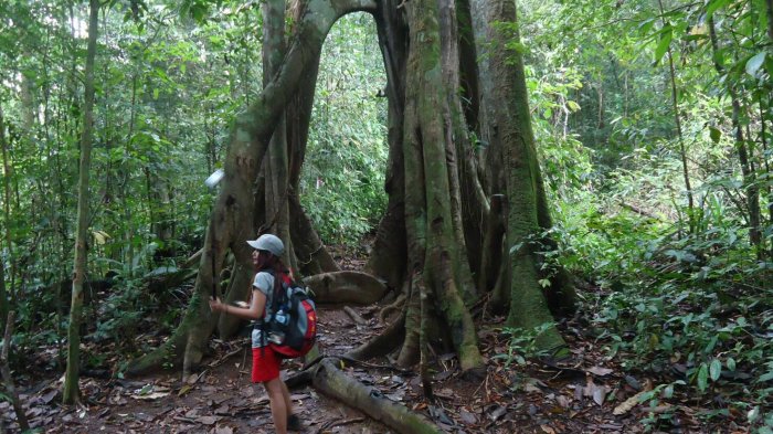 Kisah Pohon Unik di Gunung Halau Halau, Mau ke Puncaknya Masuk ...