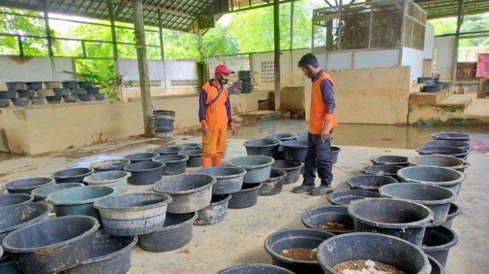 Pasukan Oranye DLHP HST Pelihara 200 Baskom Ulat Maggot, Hasil ...